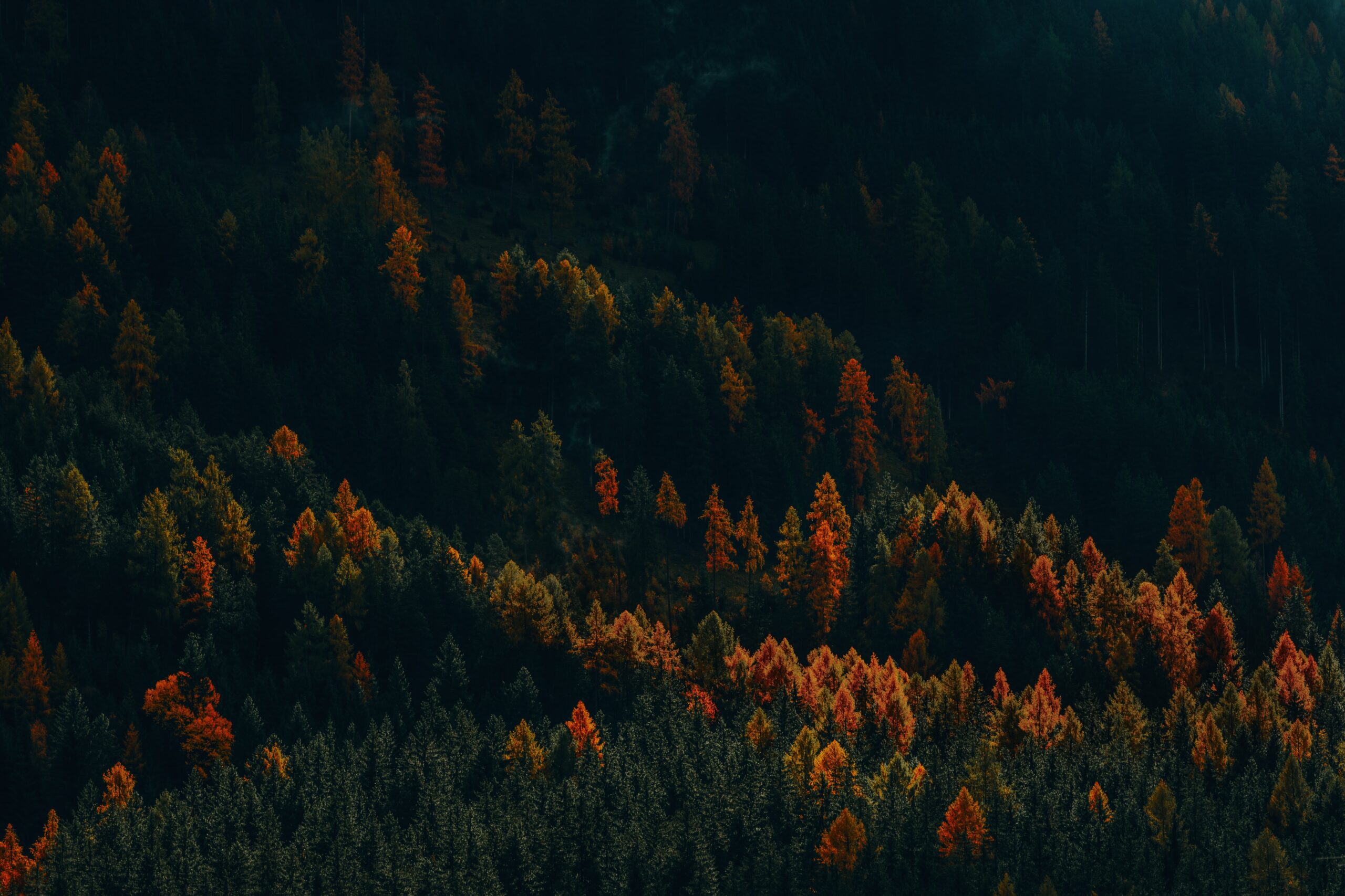 Diversity & Inclusion | Avaron